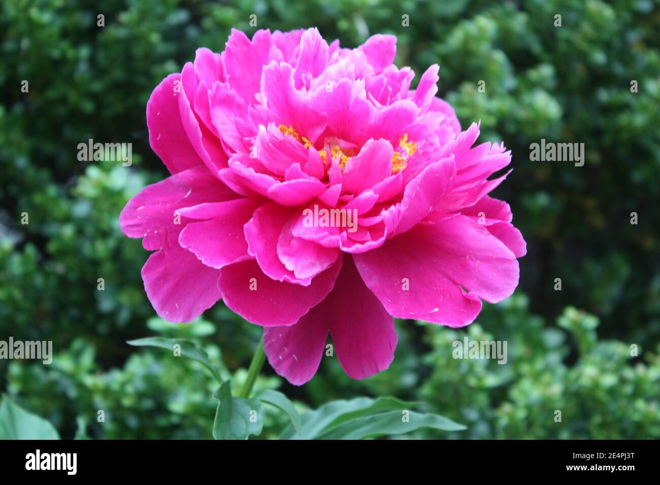 Hot fuchsia hi-res stock photography and images - Alamy