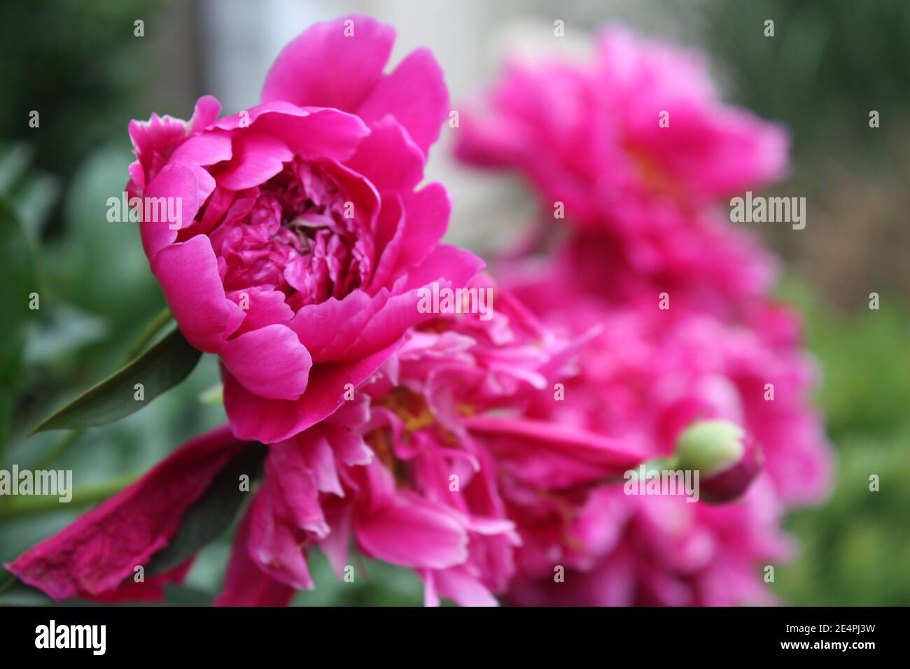 Bright Fuchsia Peony Blossom Stock Photo - Alamy