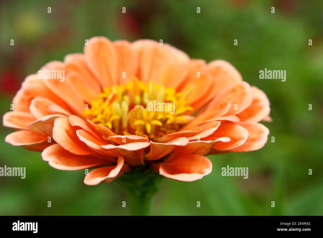 Common Zinnia Close Up Stock Photo - Alamy