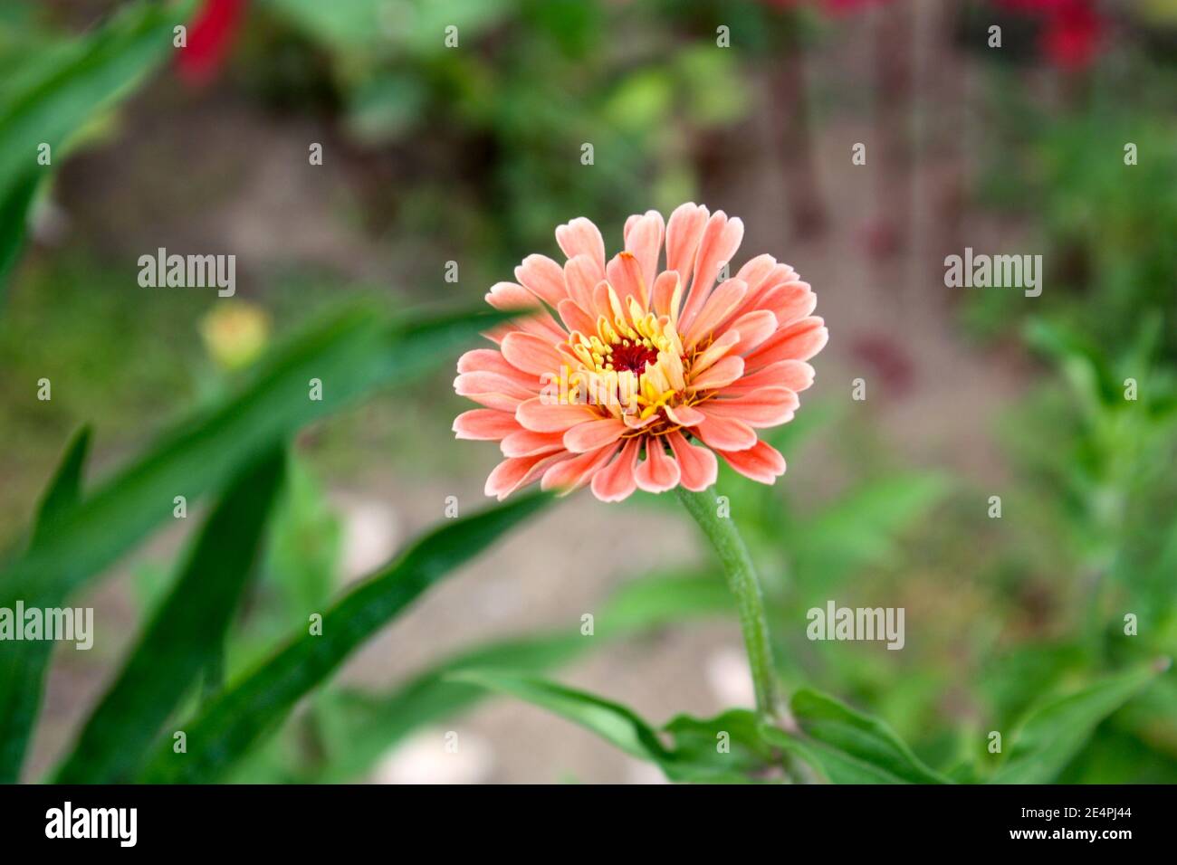 Common Zinnia Close Up Stock Photo - Alamy