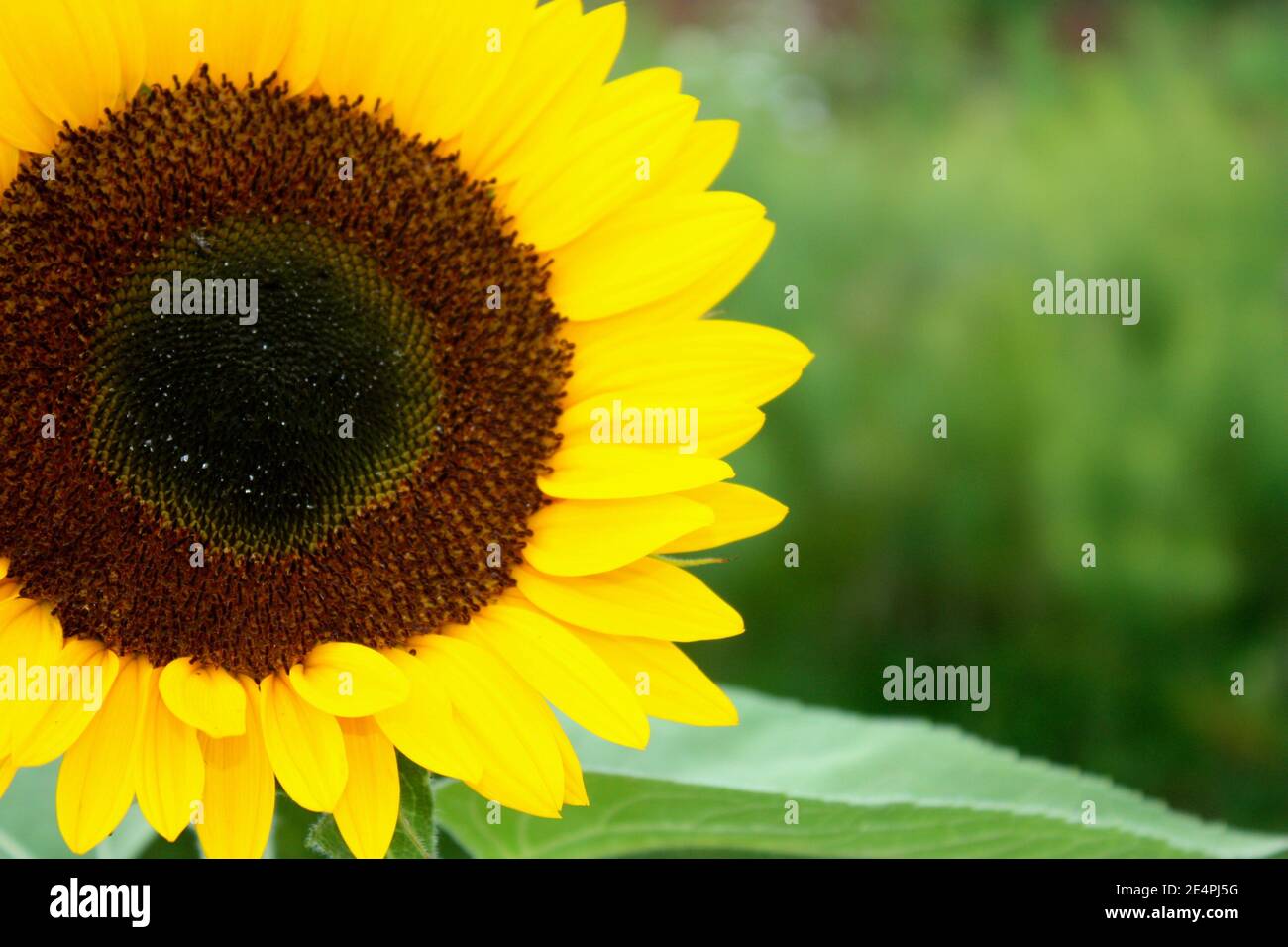 Single Sunflower Closeup Stock Photo - Alamy