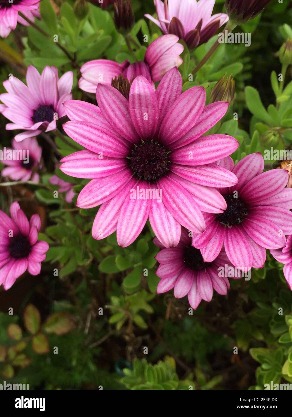 Bright pink single flower hi-res stock photography and images - Alamy