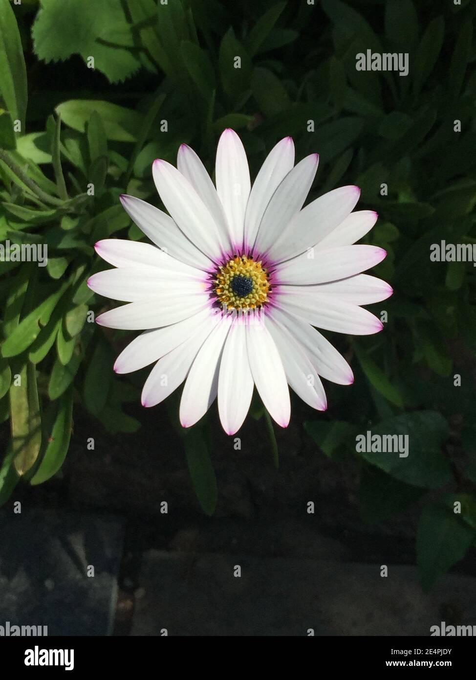White daisy green center hi-res stock photography and images - Alamy