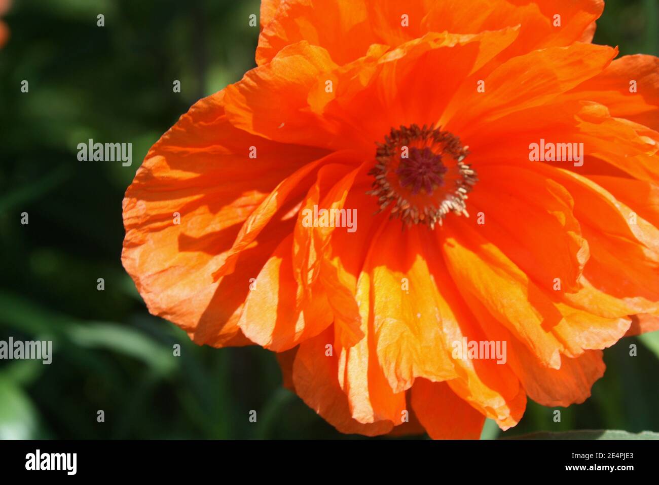 Orange and red california poppy hi-res stock photography and images - Alamy