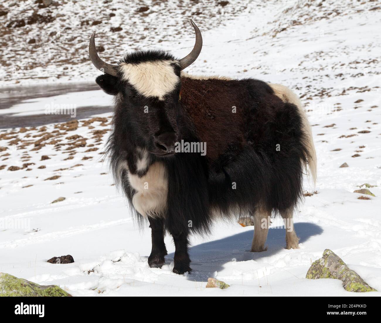 Black and white yak on snow background in Annapurna Area near Ice lake ...