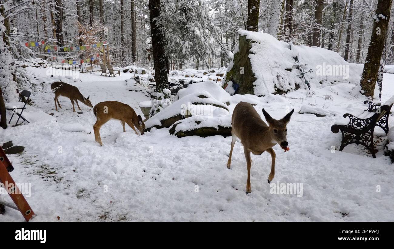 The white-tailed deer (Odocoileus virginianus), also known as the ...