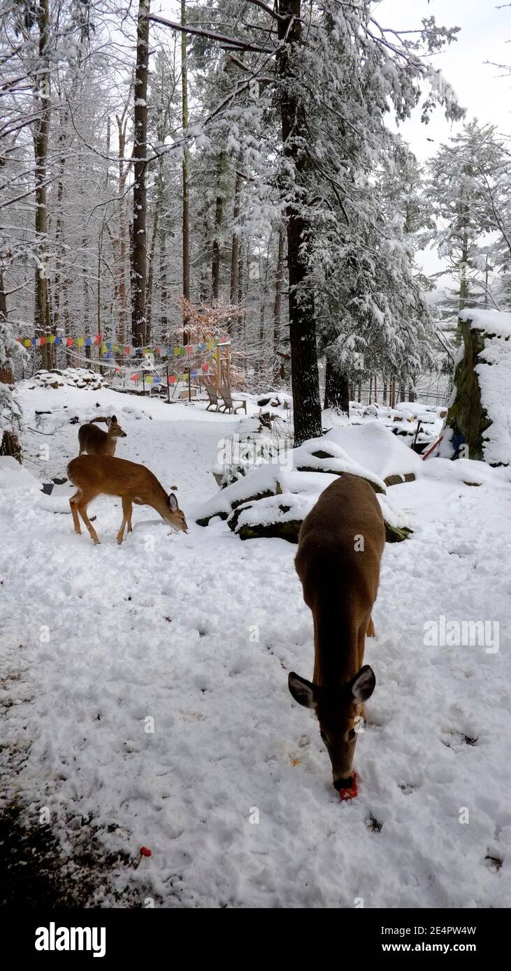 The white-tailed deer (Odocoileus virginianus), also known as the ...