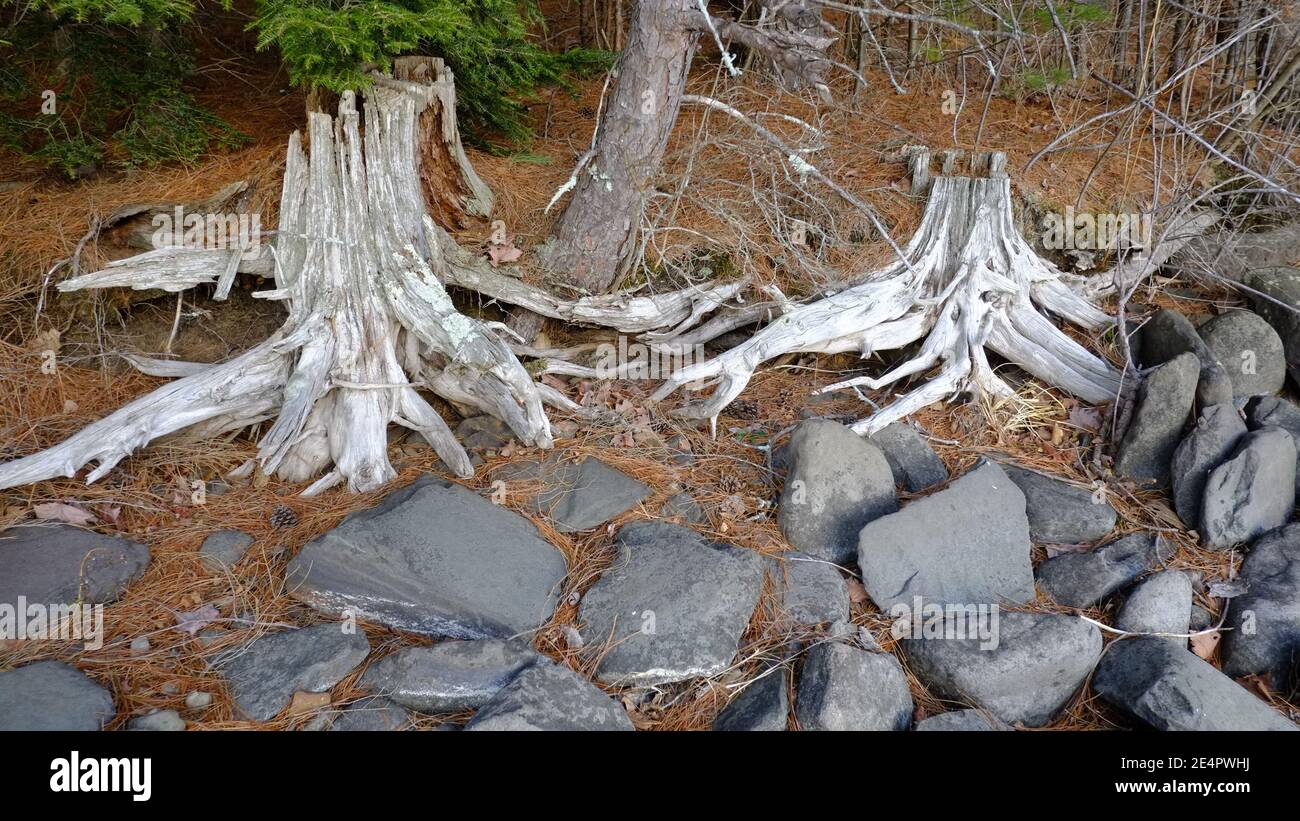 Eroded stumps hi-res stock photography and images - Alamy