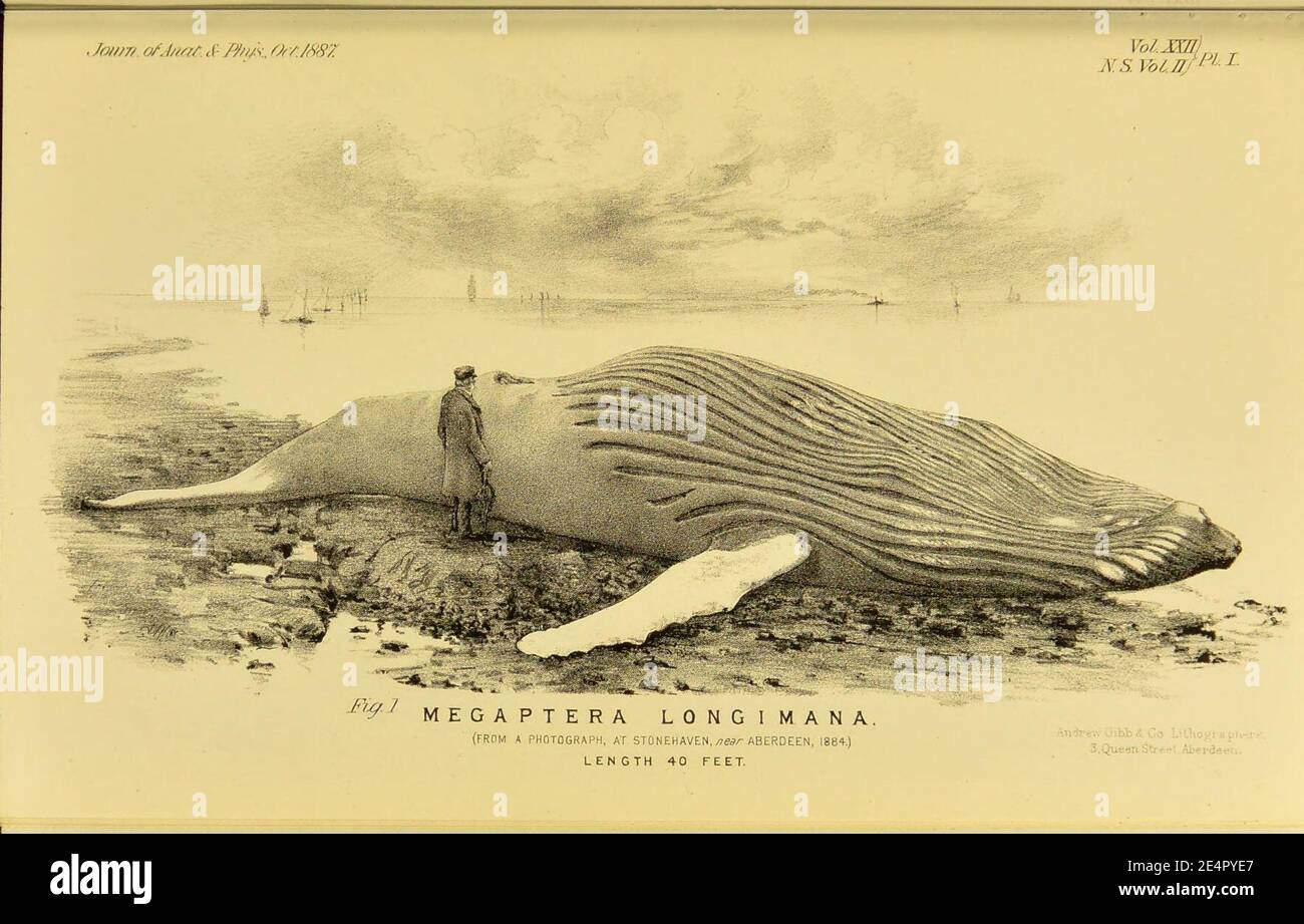 Megaptera Longimana 1 Stock Photo - Alamy