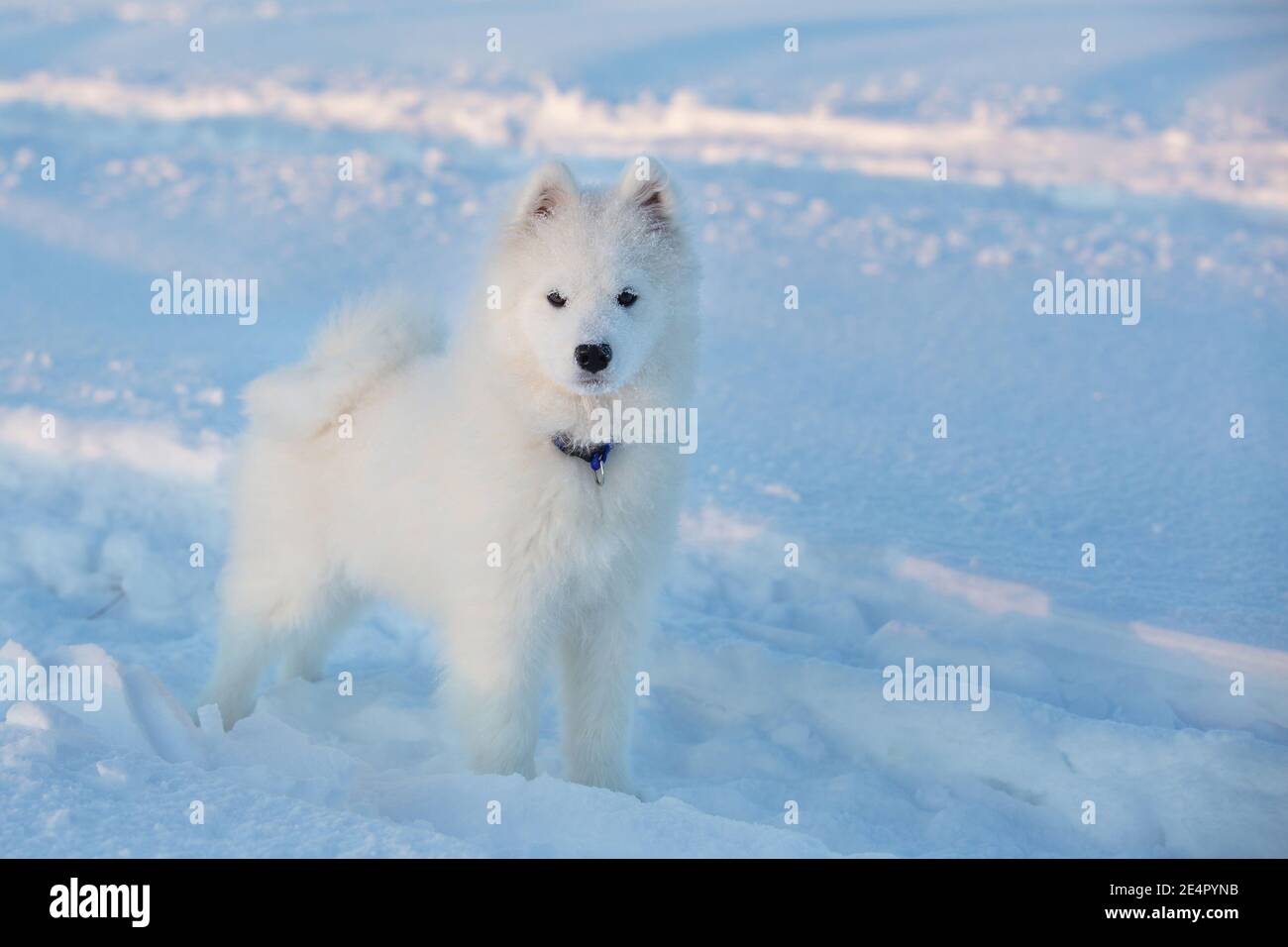 Female samoyed hi-res stock photography and images - Alamy