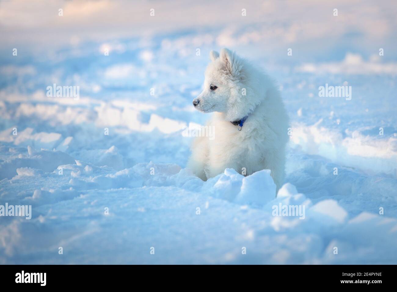 Female samoyed hi-res stock photography and images - Alamy