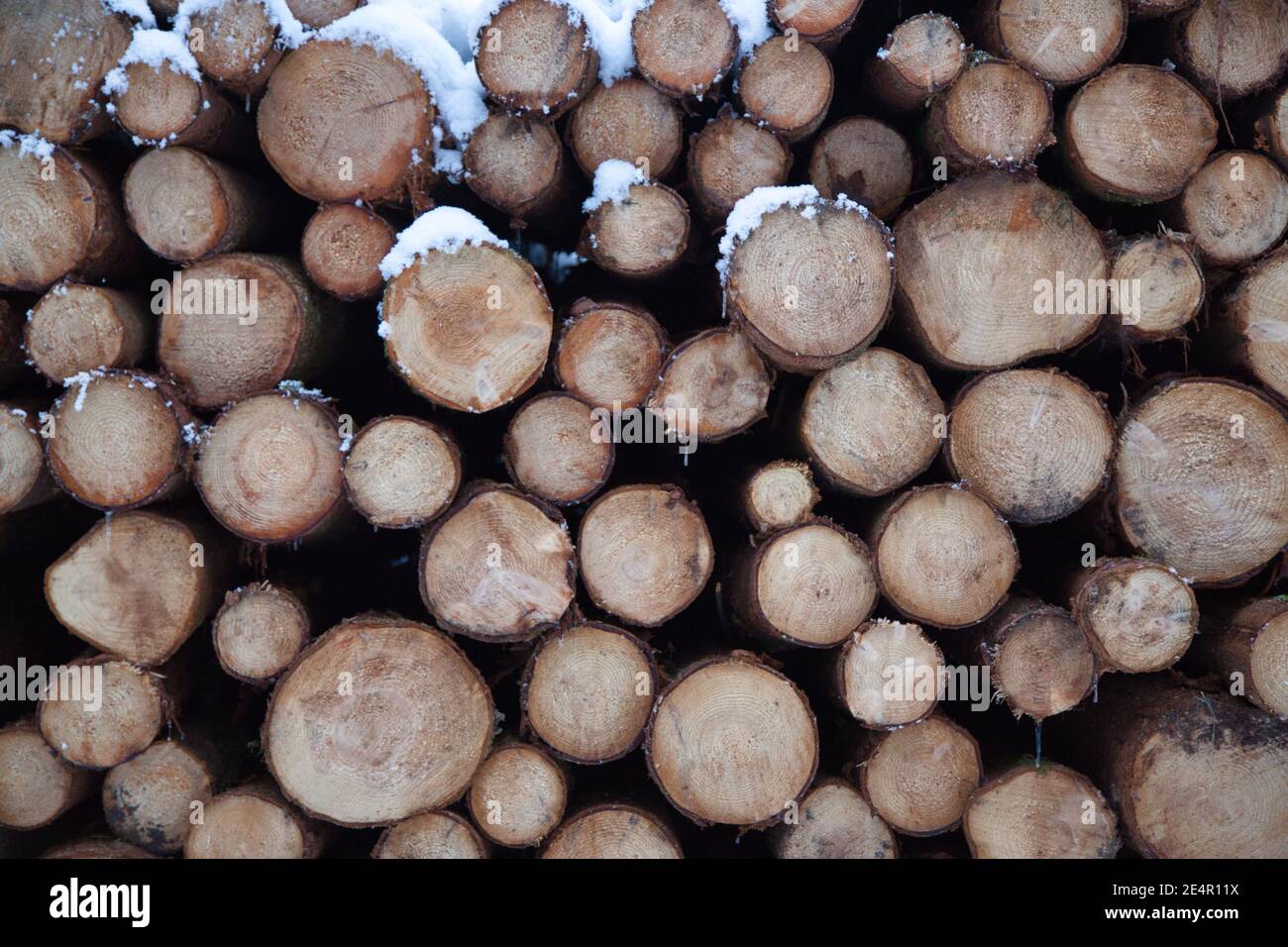 A pile of wood with many logs. These are felled conifers. As you can ...