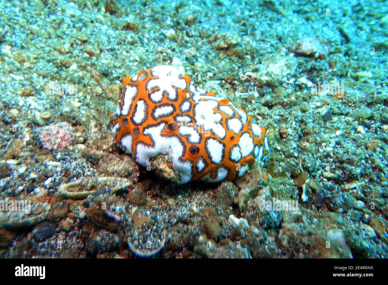 koloniale Seescheide ,vermutlich Botrylloides leachii (englisch )Tiger ...