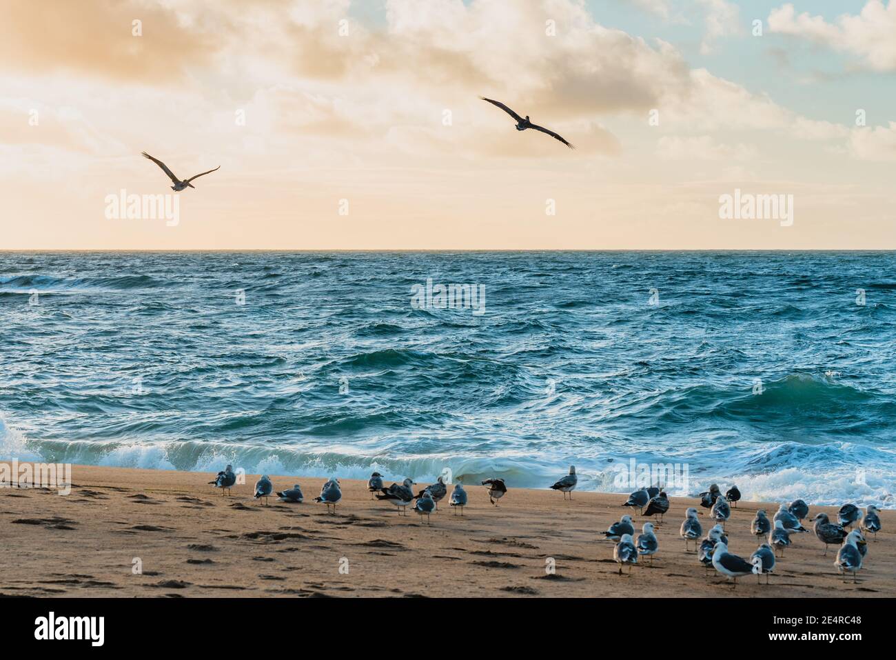 Tropical Seabirds High Resolution Stock Photography and Images - Alamy
