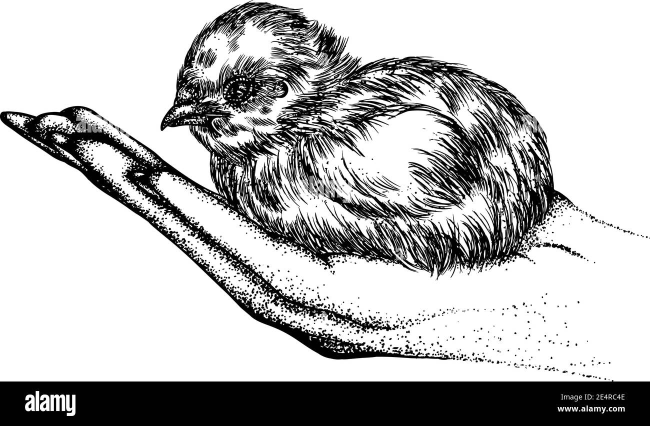 Little chicken sitting on a woman palm. Vector hand drawn illustration ...
