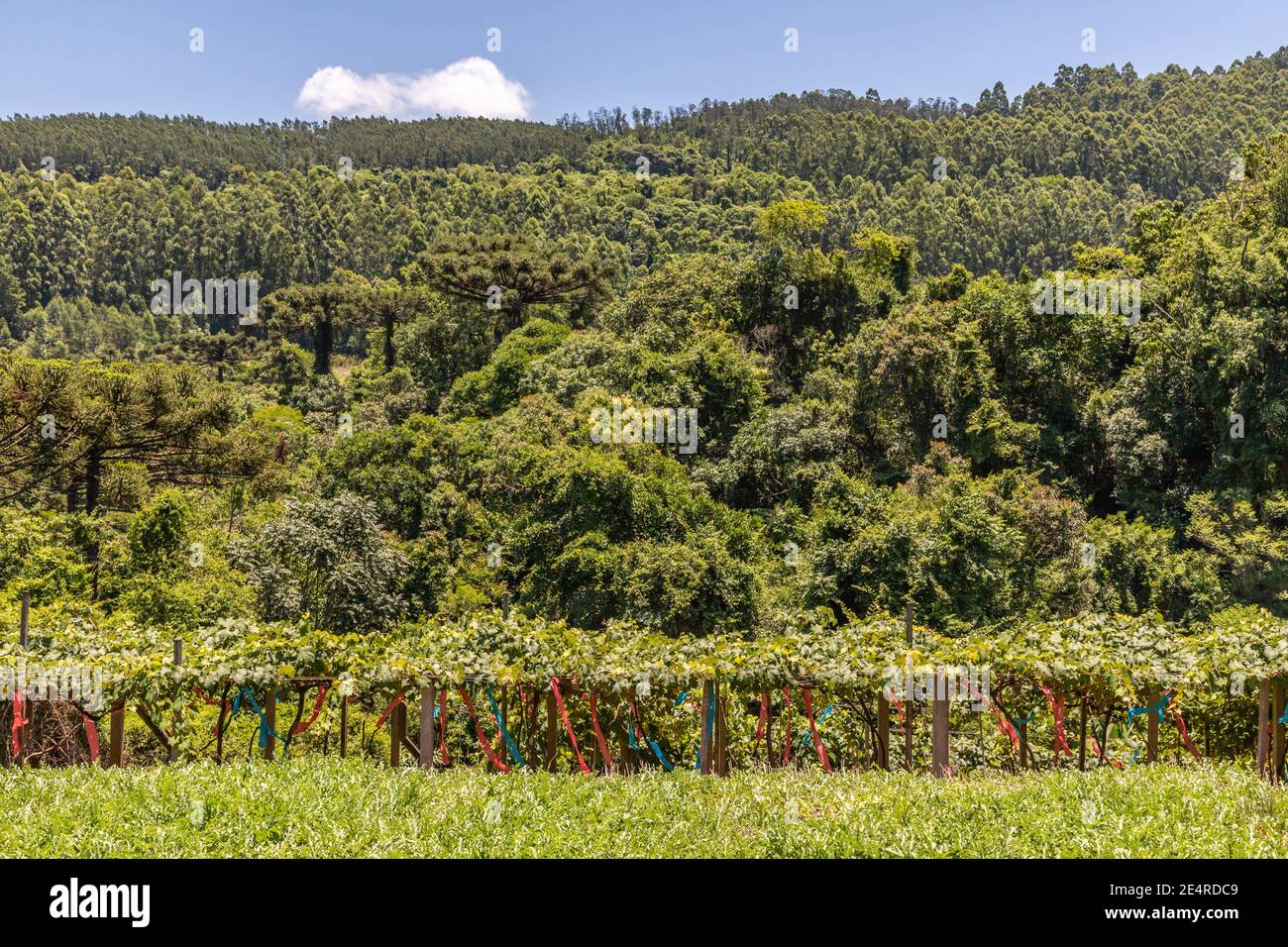 Grape tree brazil hi-res stock photography and images - Alamy