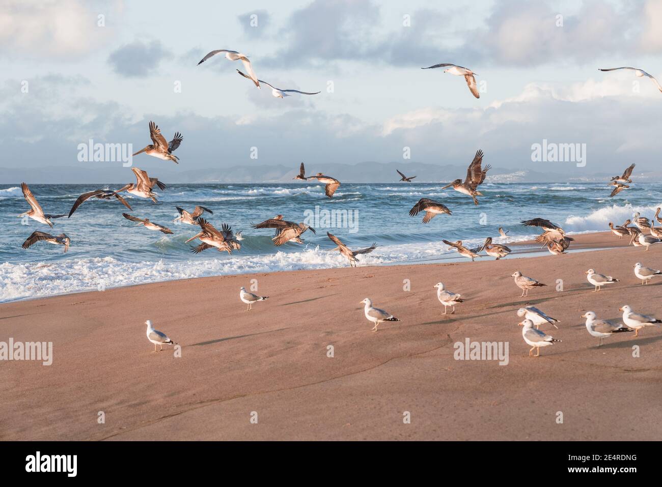 Beach at sunset and flock of birds, pelicans and seagulls, beautiful ...
