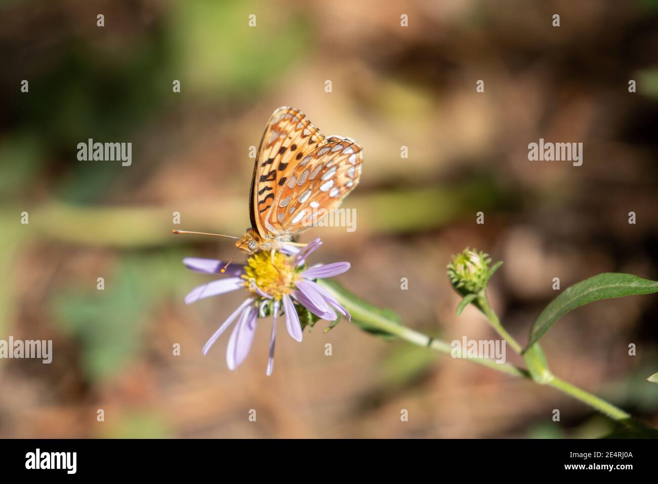 Butterfly white yellow spot wing hi-res stock photography and images ...