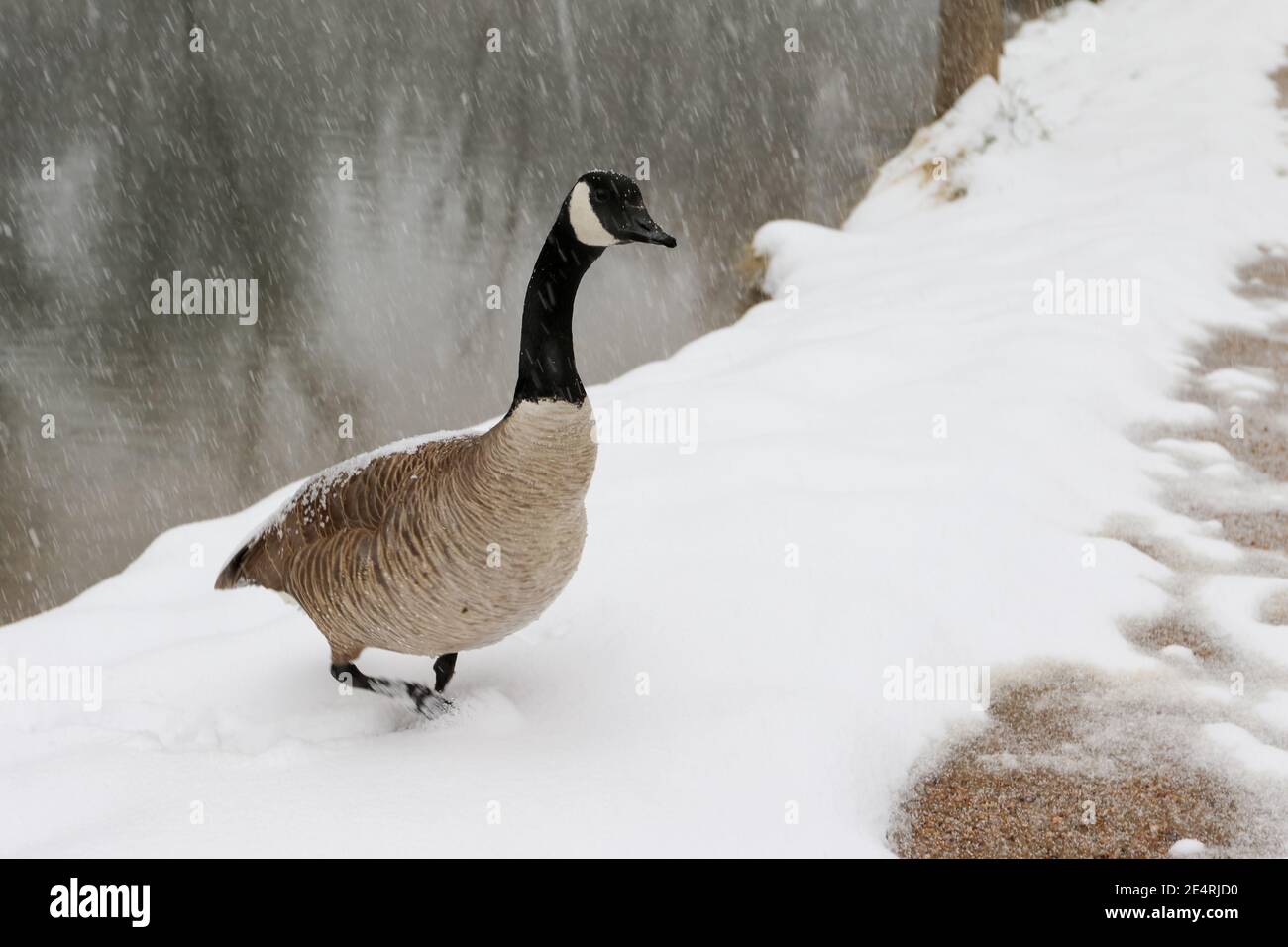 Goose with golden wings hi-res stock photography and images - Alamy