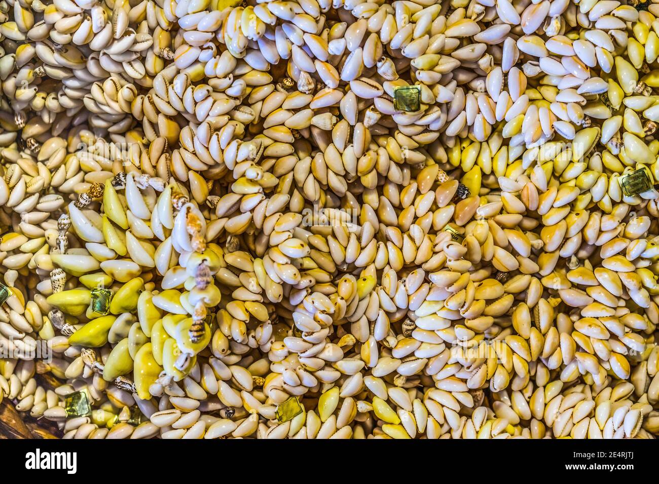 Money cowry shells hi-res stock photography and images - Alamy