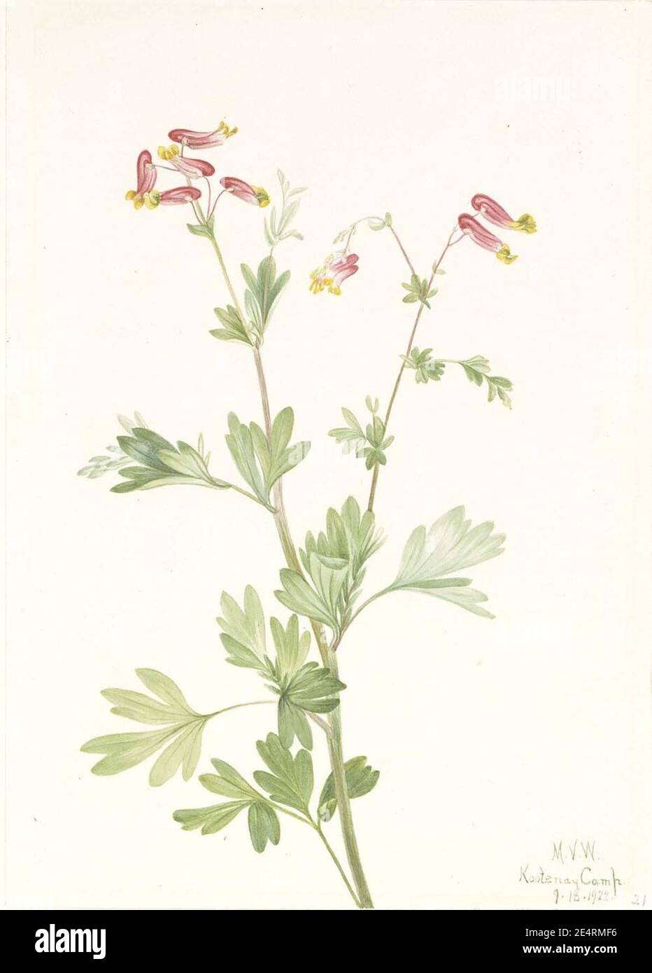 Capnoides sempervirens hi-res stock photography and images - Alamy