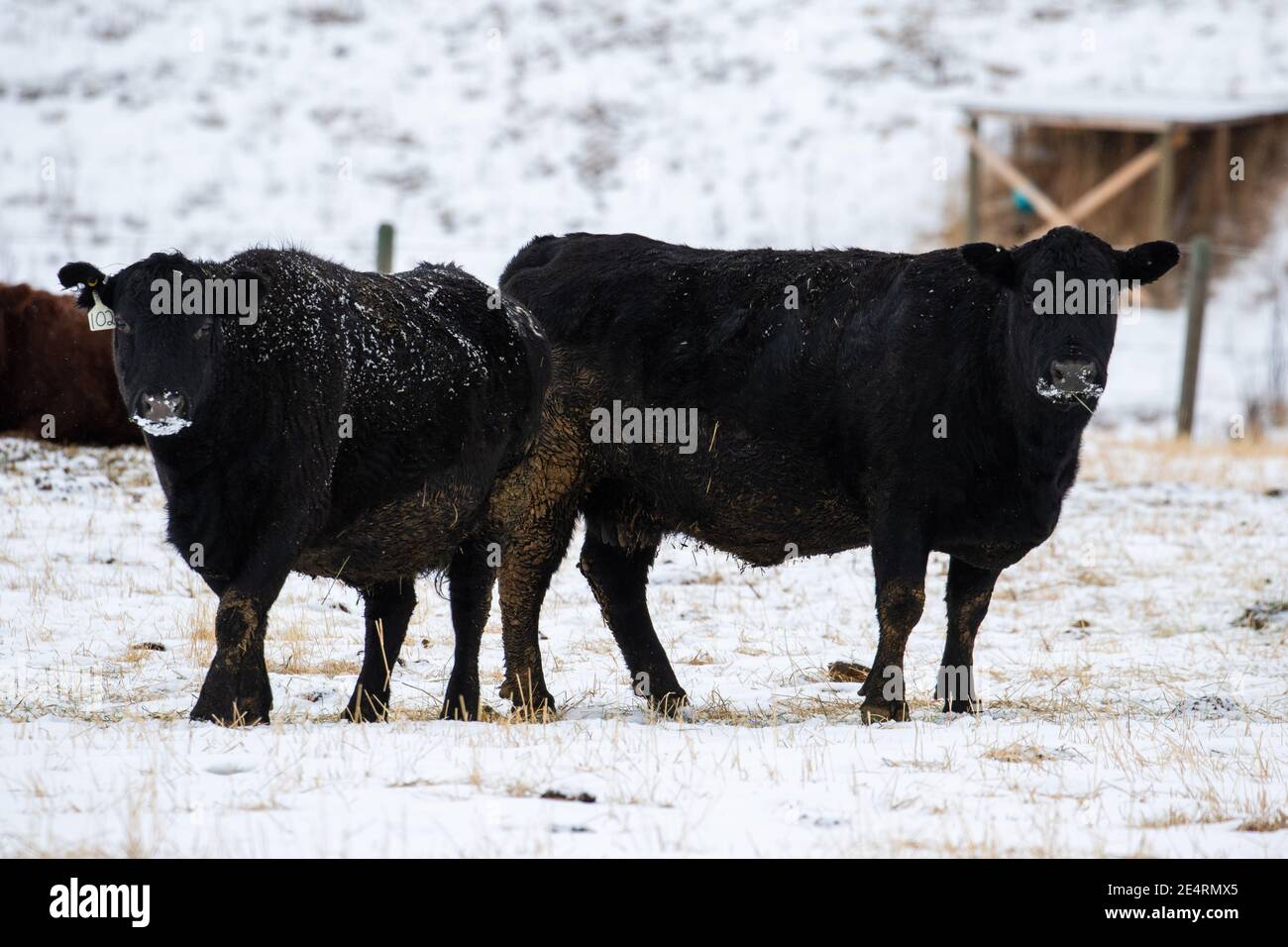 Dairy cows usa spring hi-res stock photography and images - Alamy