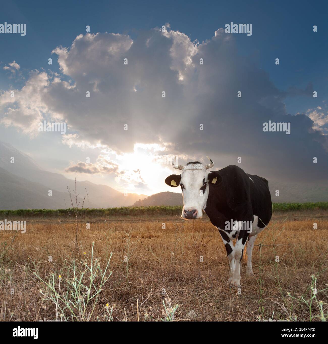cow black and withe behind the sun sets Stock Photo - Alamy