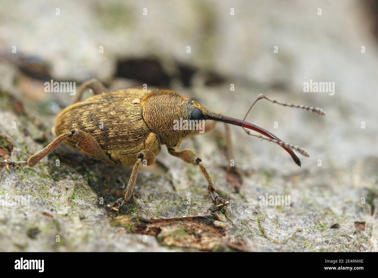 Close up of a the small nut weevil, Curculio nucum Stock Photo - Alamy