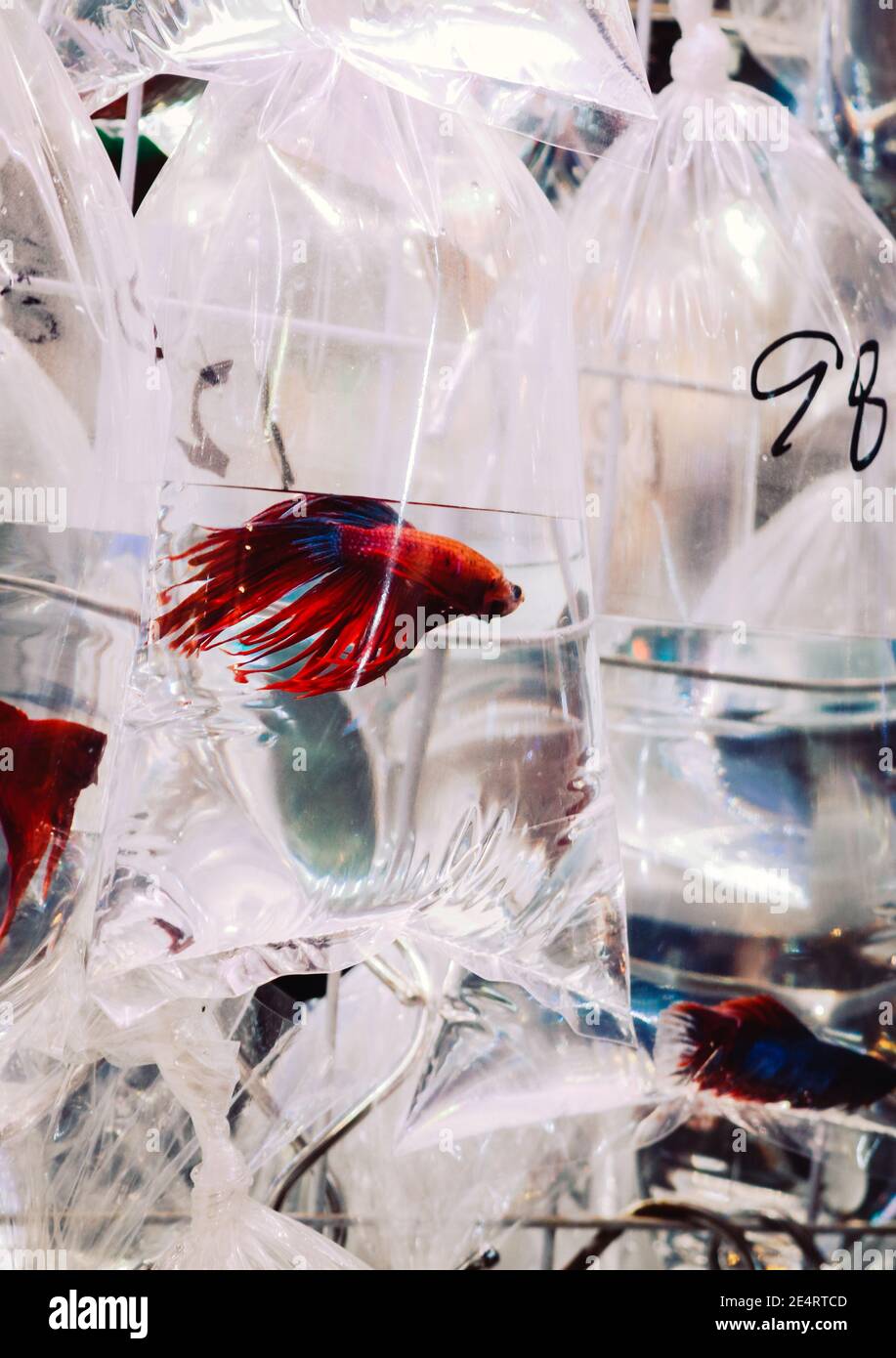 Colourful, exotic siamese fighting fish in a plastic bag on display at ...