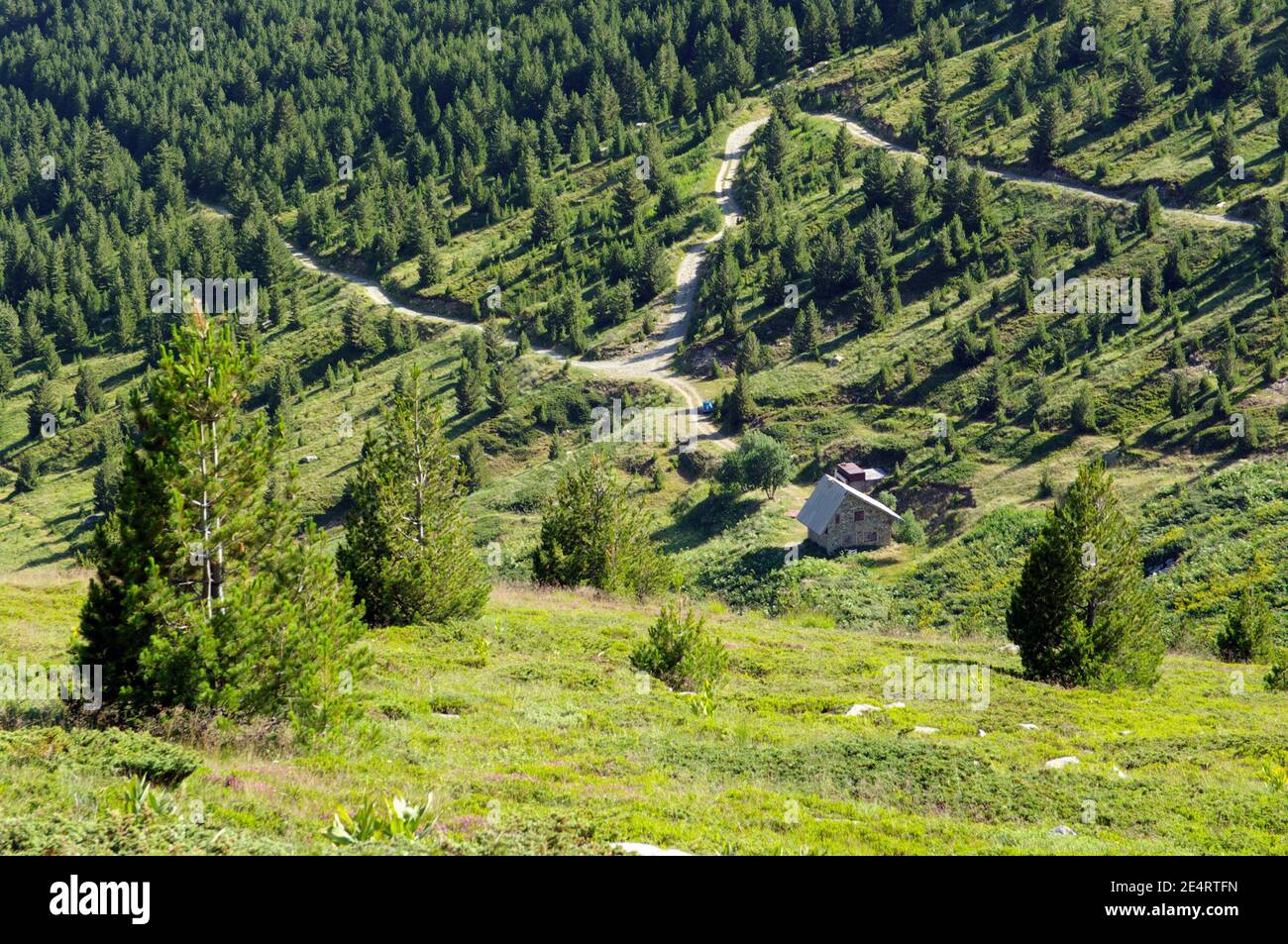 Molika pine hi-res stock photography and images - Alamy