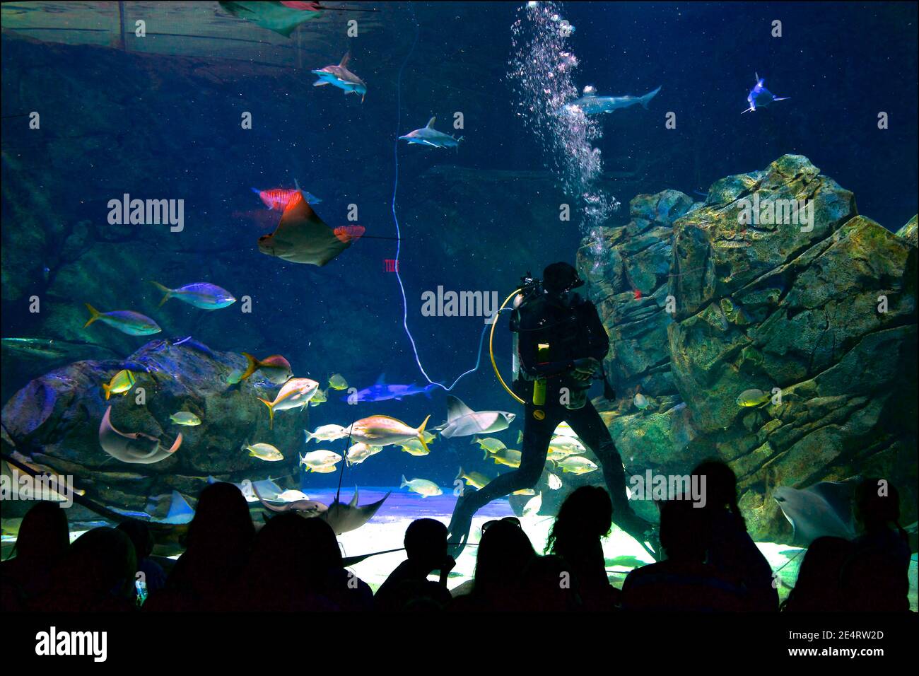 School field trip to the aquarium with live scuba diving Stock Photo ...