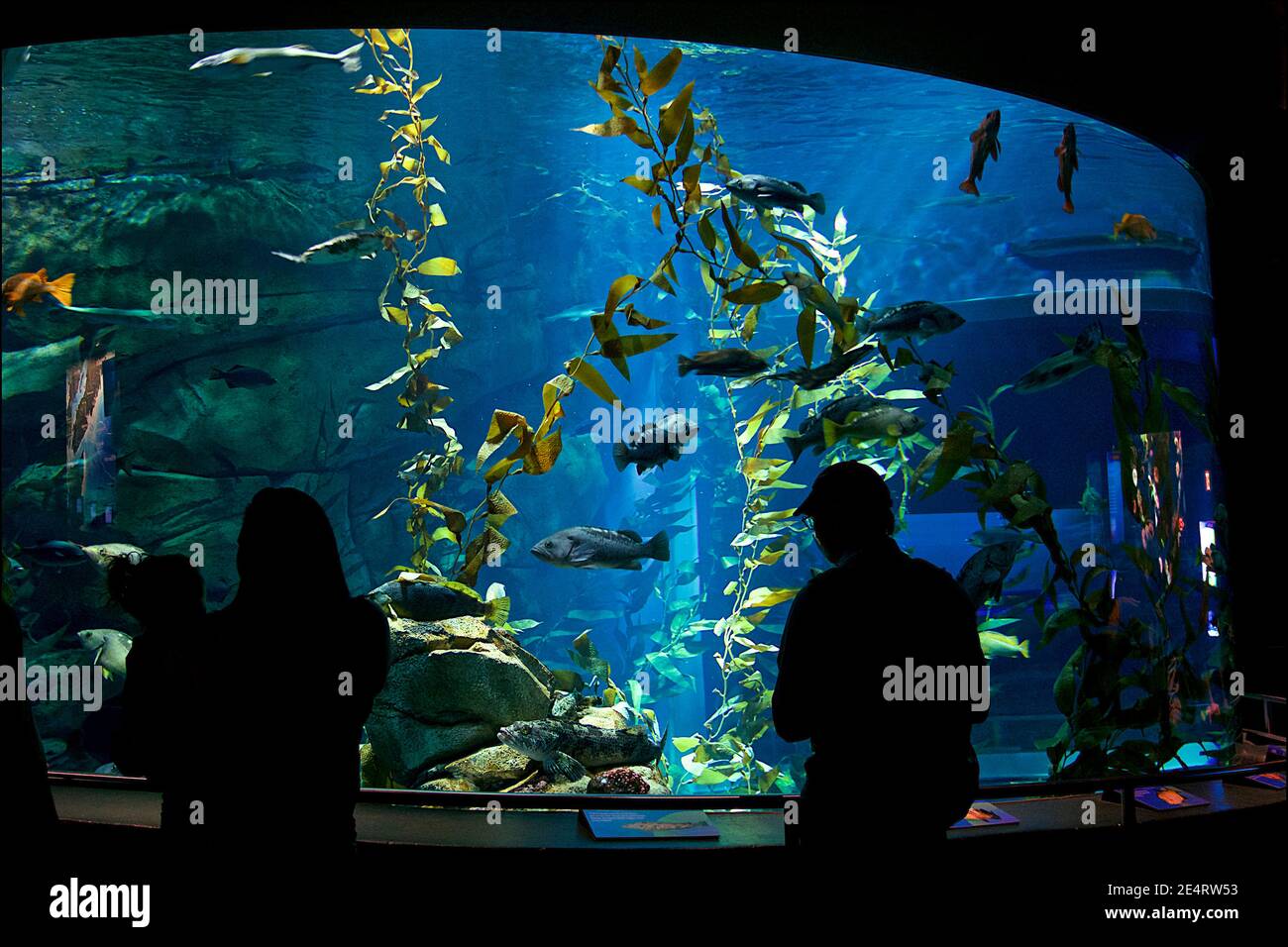 Observing through the window hi-res stock photography and images - Alamy