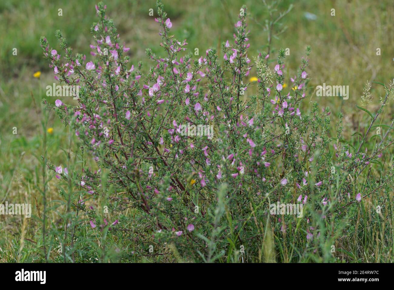 Pink flowers of the common restharrow or Ononis repens in a grassland ...