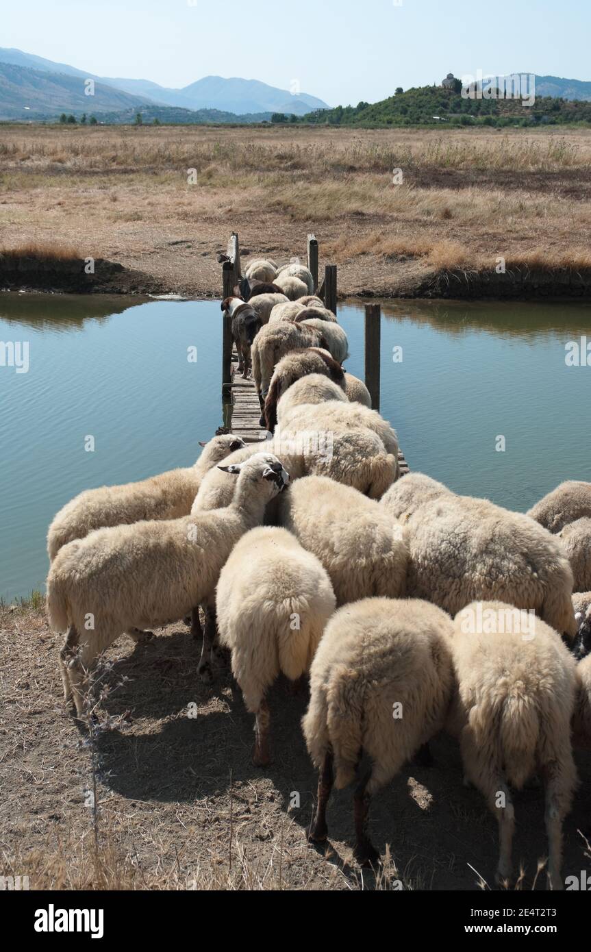 Sheep crossing bridge hi-res stock photography and images - Alamy