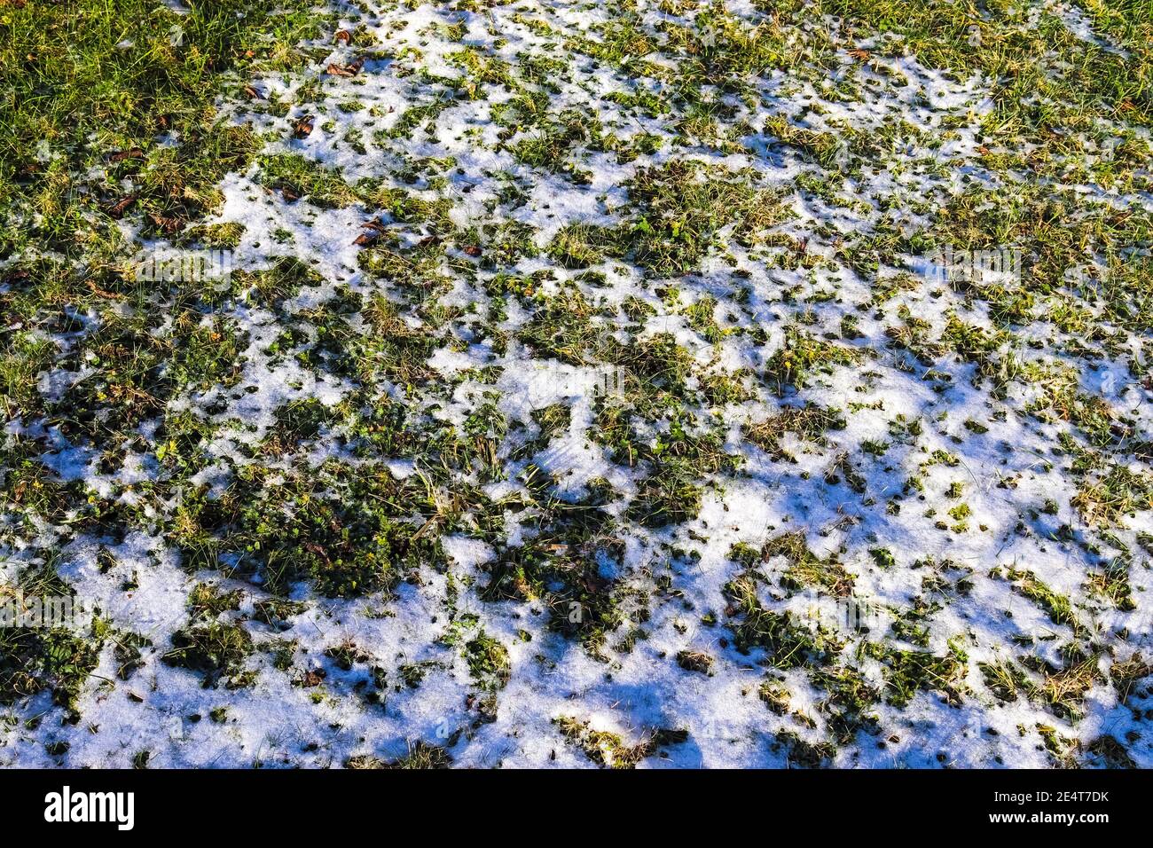 Nature background texture. First snow on the green grass. Top view ...