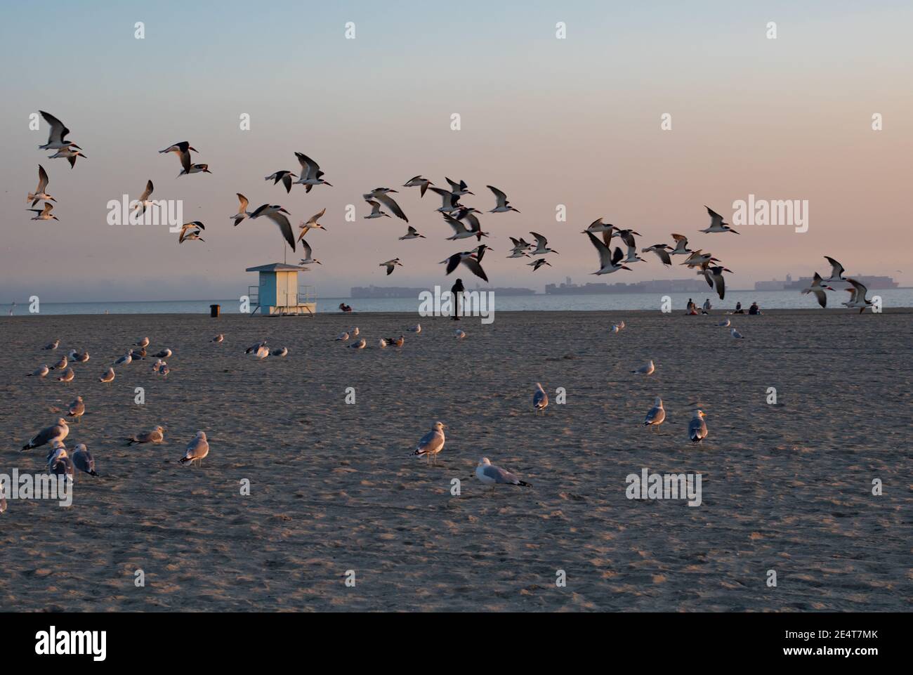 Golden hour view of a flock of seagulls flying in long beach sky with ...
