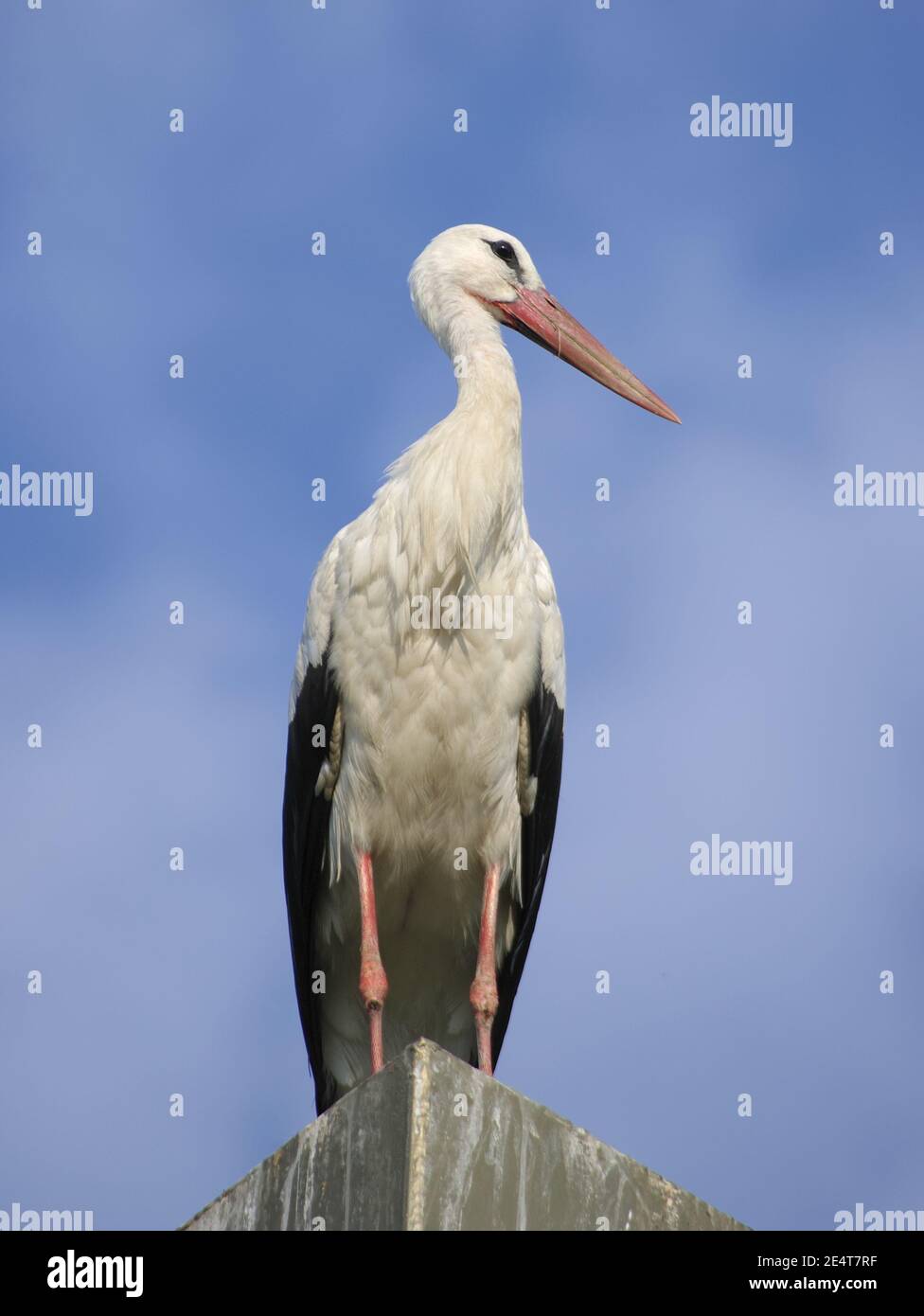 Stork against the sky hi-res stock photography and images - Alamy