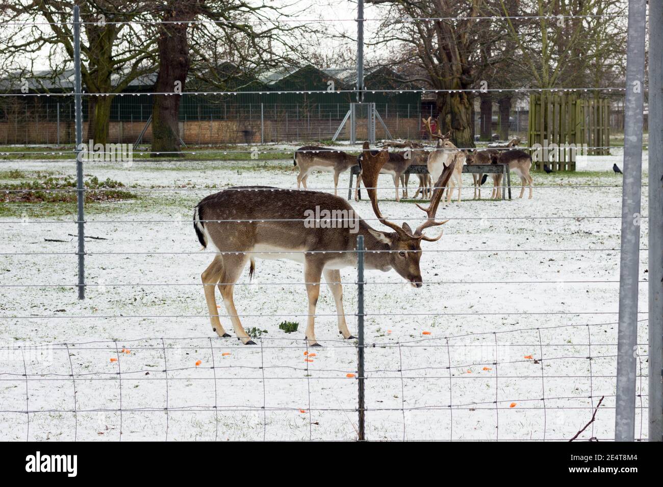 Deer eating carrots hi-res stock photography and images - Alamy