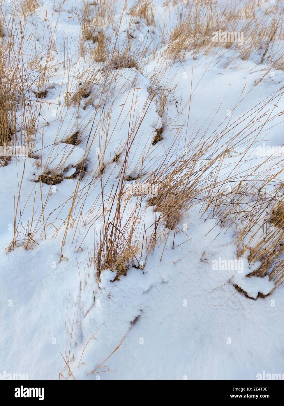 snowy open field and grass under the snow Stock Photo - Alamy
