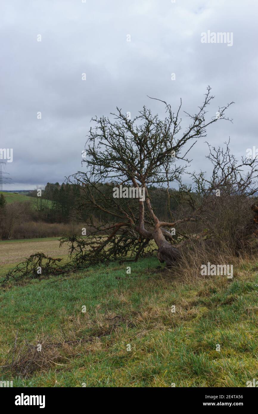Fallen timber landscape hi-res stock photography and images - Alamy