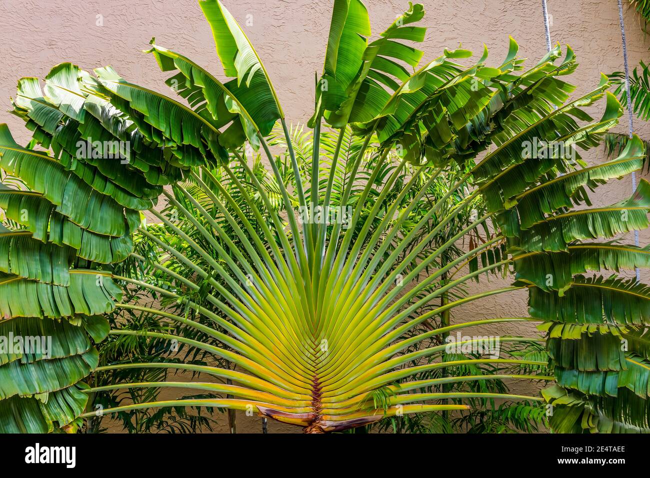 Green Traveller's Ravenala Palm Tree Leaves East West Palm Moorea ...