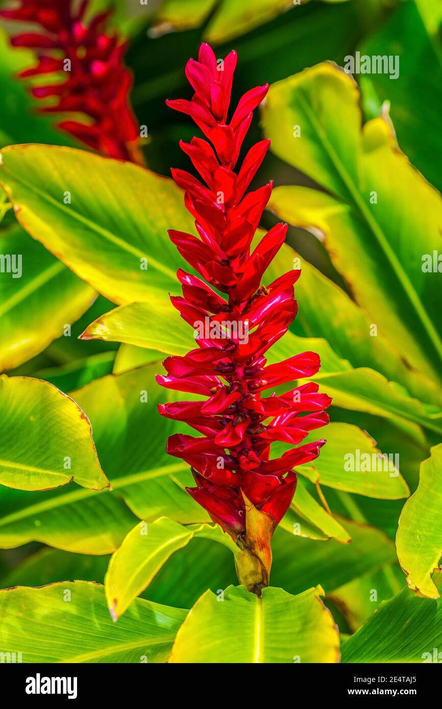 Red Ginger Pine Cone Ginger Green Leaves Moorea Tahiti French Polynesia ...