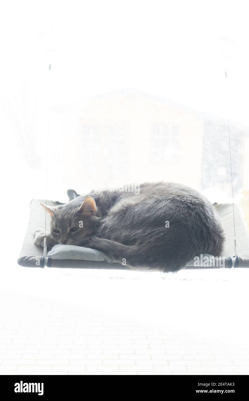 Fluffy cat resting home Cut Out Stock Images & Pictures - Alamy