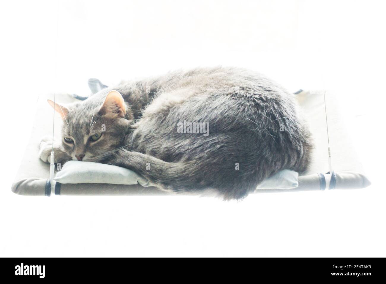 Cute cat laying at the window in bright light Stock Photo - Alamy