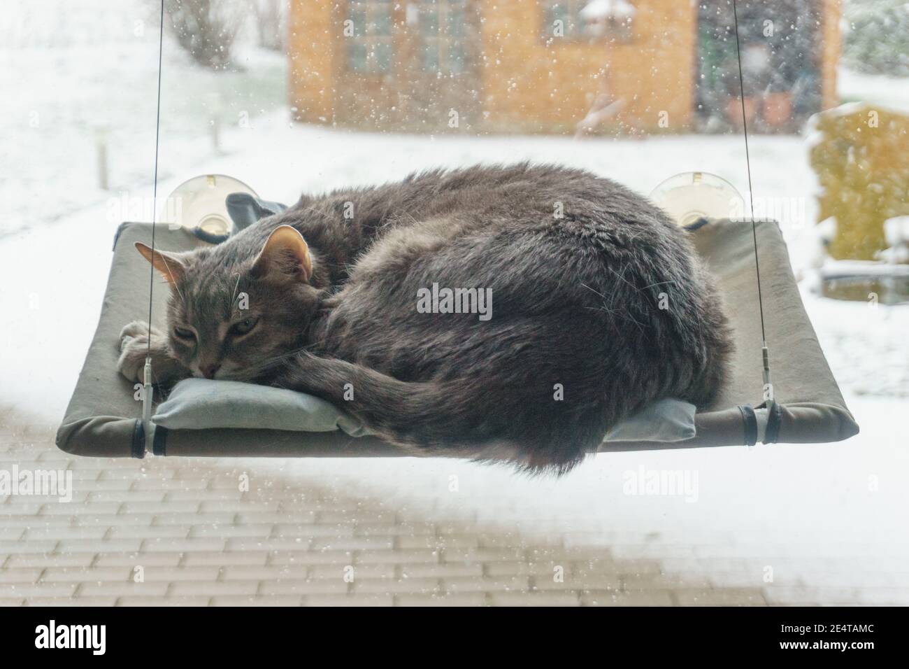 Cute cat laying at the window in winter time with snow outside Stock ...