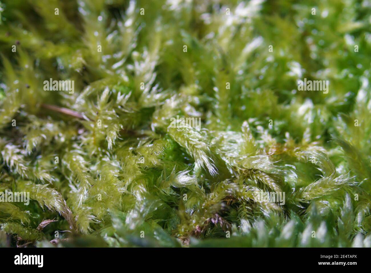 Extreme detail of textured surface of moss Stock Photo - Alamy