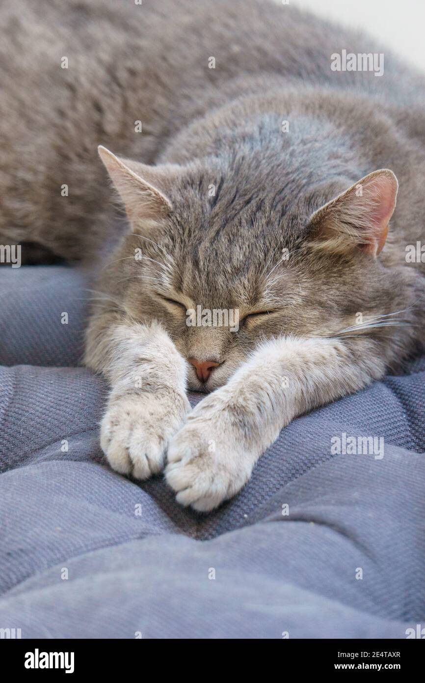 cute sleeping cat laying on blue pillow Stock Photo - Alamy