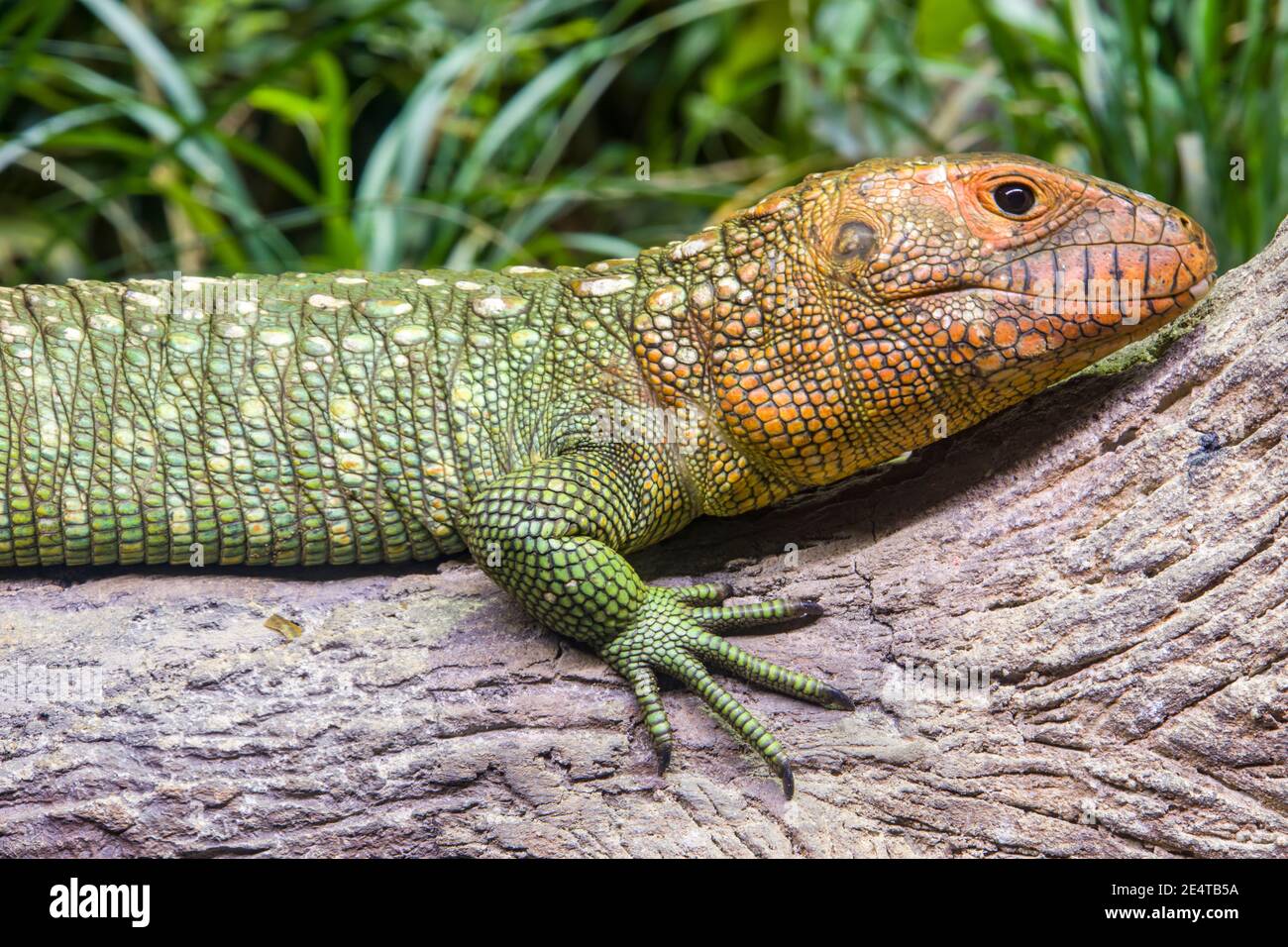 The Northern caiman lizard lies on the trunk. It is a species of lizard ...