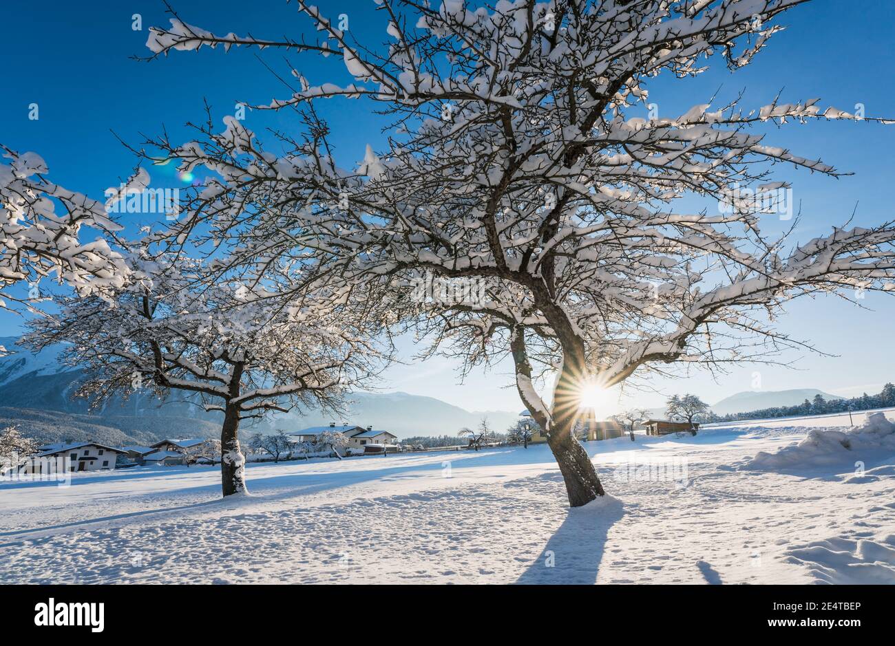 Star apple trees hi-res stock photography and images - Alamy