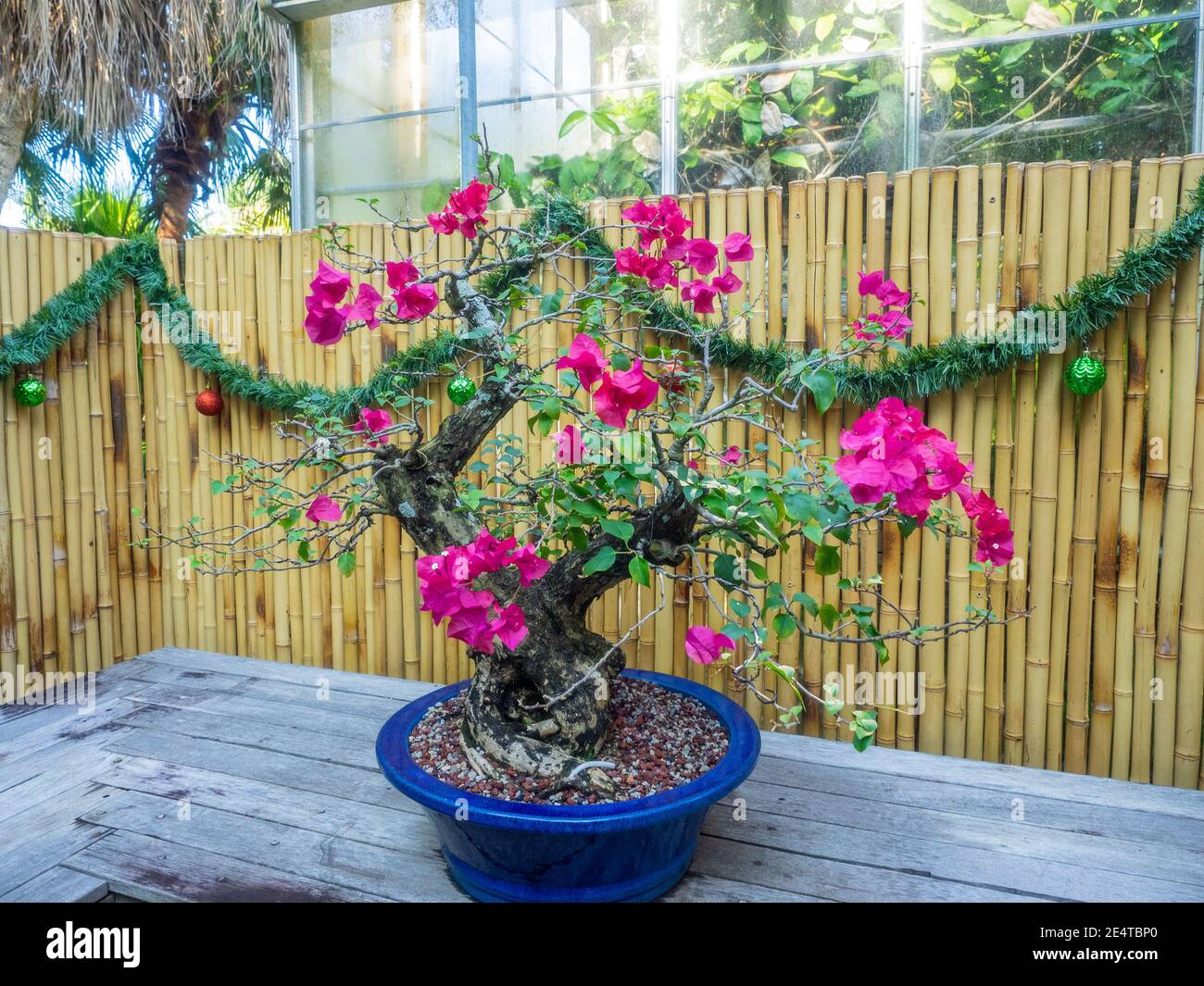 Bougainvillea Bonsai Stump